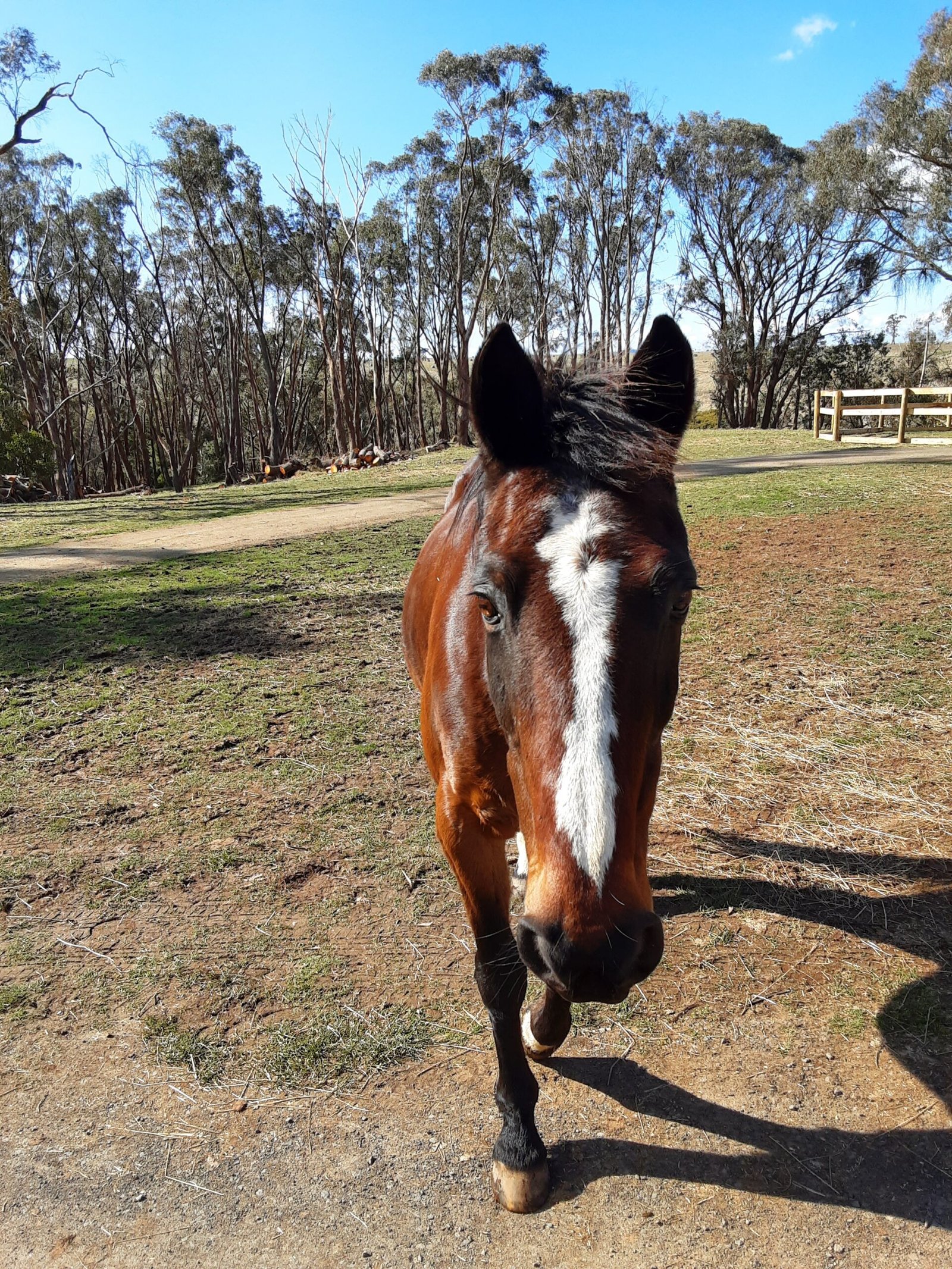 Equine Therapy in Victoria | Our Herd